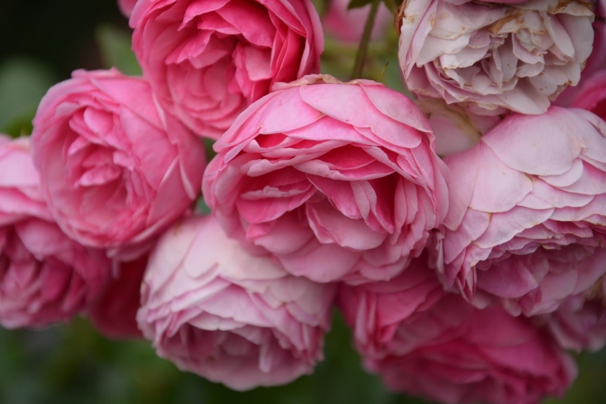 Offenes Singen: „Rote Rosen, grüne Blätter“